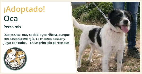 Protectora de Ibi - Adopción de Oca