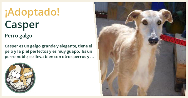 Protectora de Ibi - Adopción de Casper